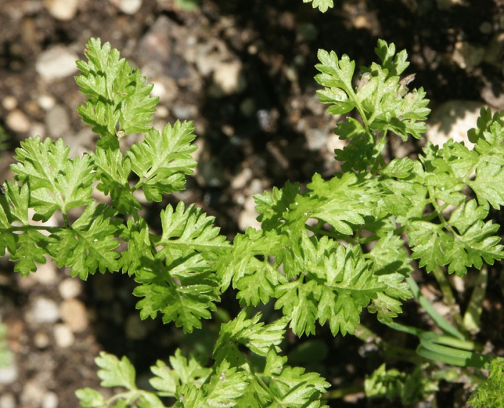 Der Hortulus des Walahfrid Strabo