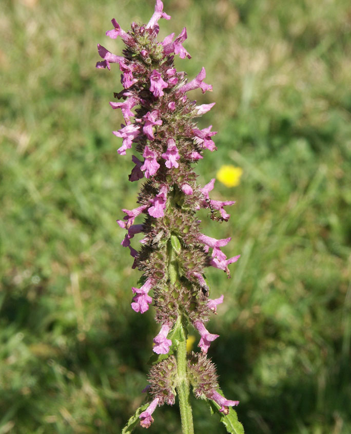 Der Hortulus des Walahfrid Strabo