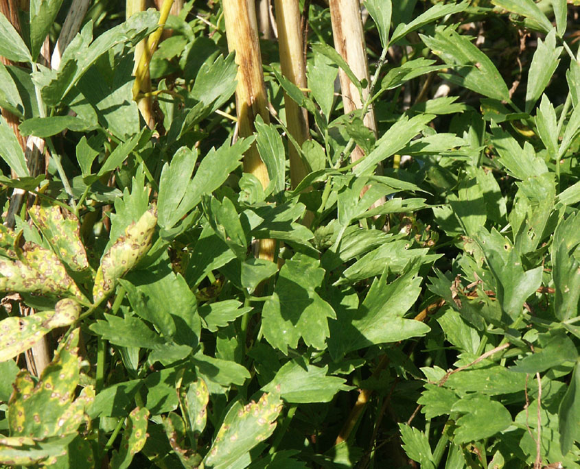 Der Hortulus des Walahfrid Strabo