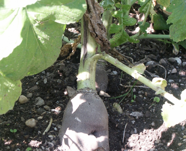 Der Hortulus des Walahfrid Strabo