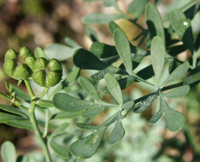 Der Hortulus des Walahfrid Strabo