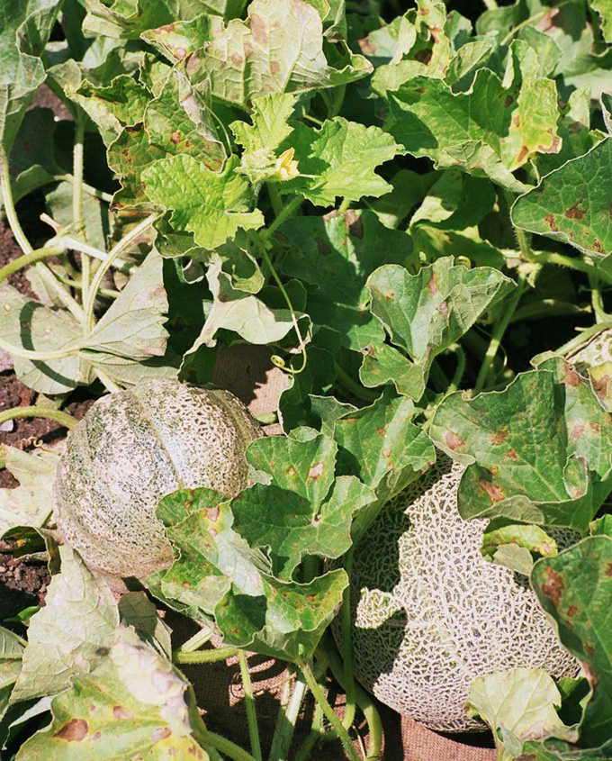 Der Hortulus des Walahfrid Strabo